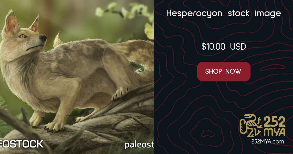 hesperocyon ancestor