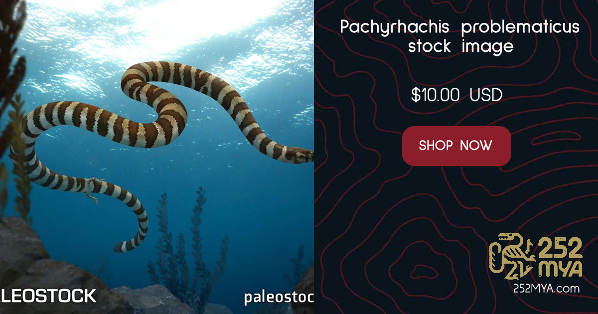 how to draw a krait snake