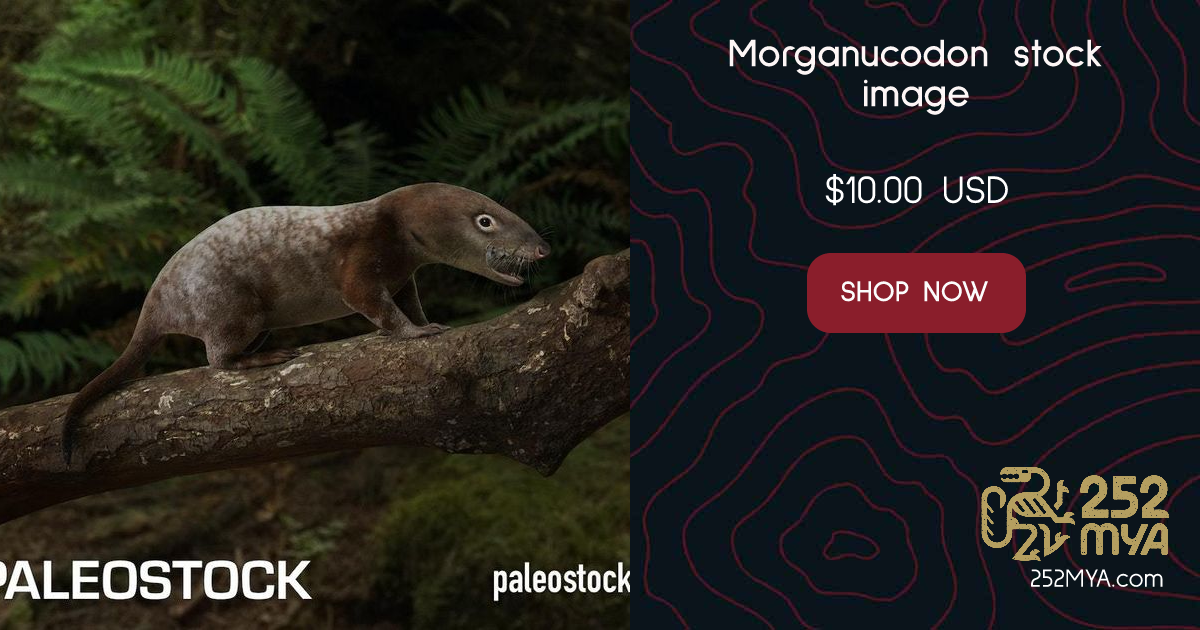 morganucodon evolved from